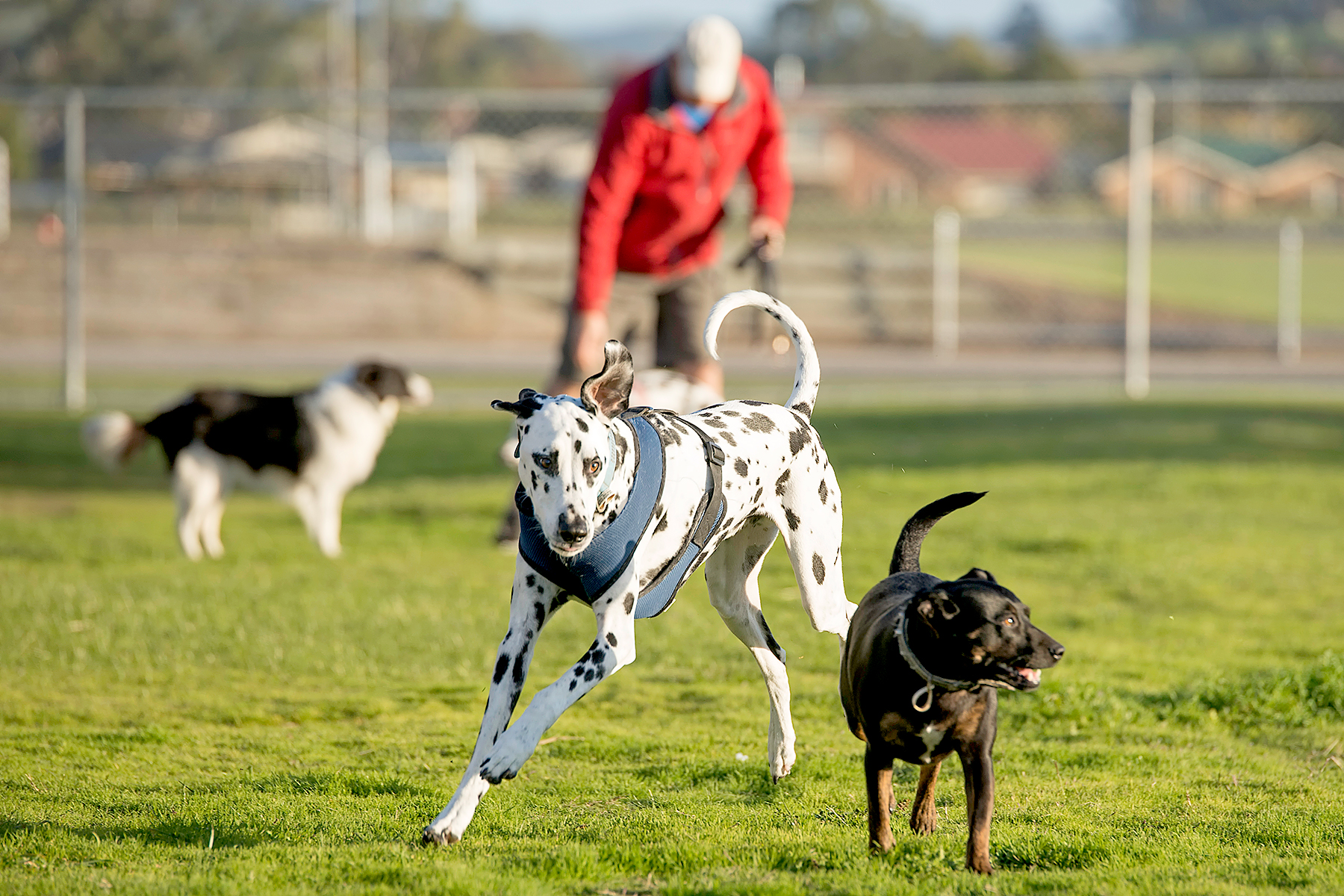 Dog Park Rules Every Dog Owner Needs To Know dog-park-rules-every-dog-owner-needs-to-know
