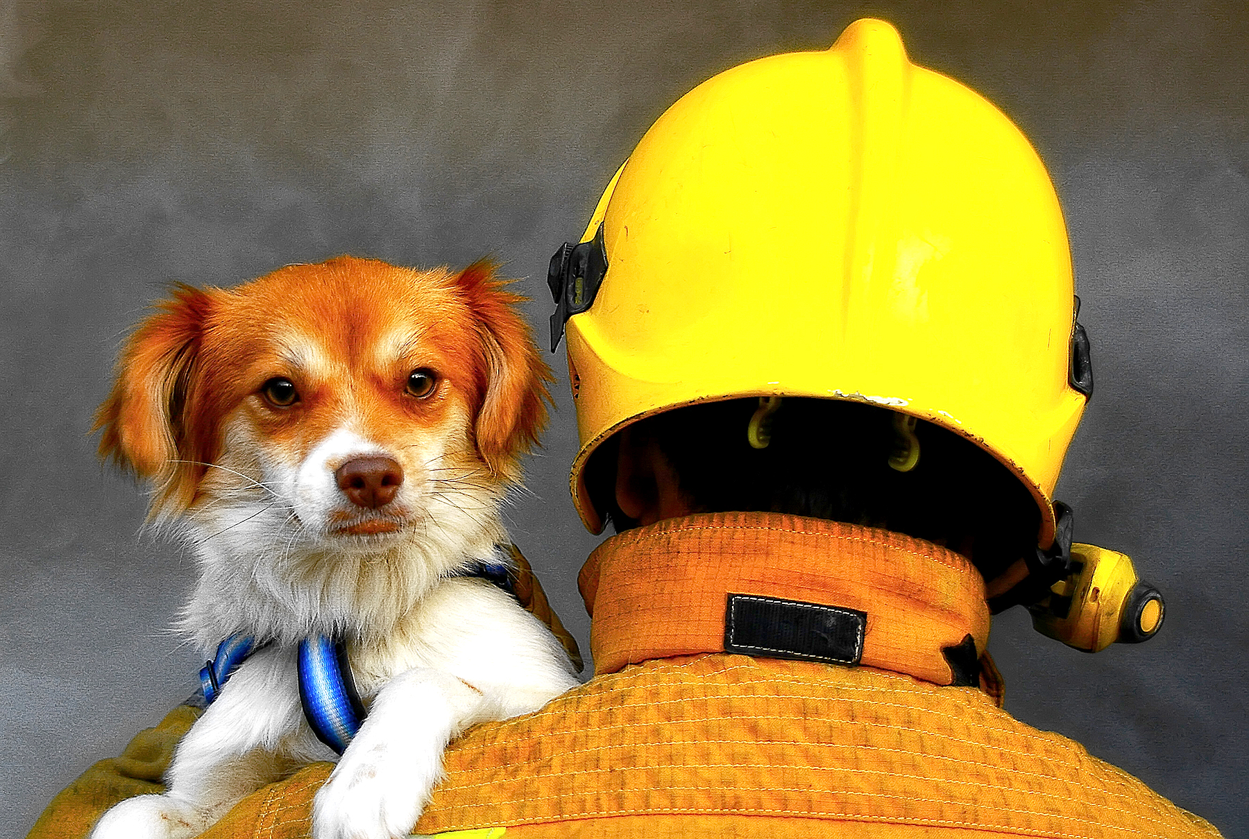 9 Fire-Safety Tips That Could Save Your Pet's Life | Us Weekly